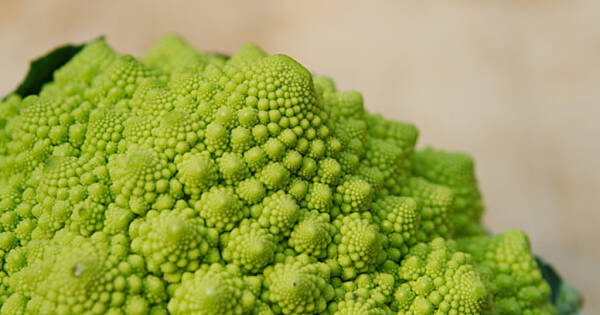 Kalafior romanesco - piękny i niskokaloryczny - artykuł - Wkn ...