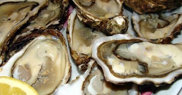 Ostrygi - wszystko o ostrygach - artykuł - bahus - wielkiezarcie.com